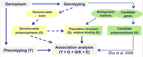 Association Mapping Using Tassel Software Plant Breeding And Genomics